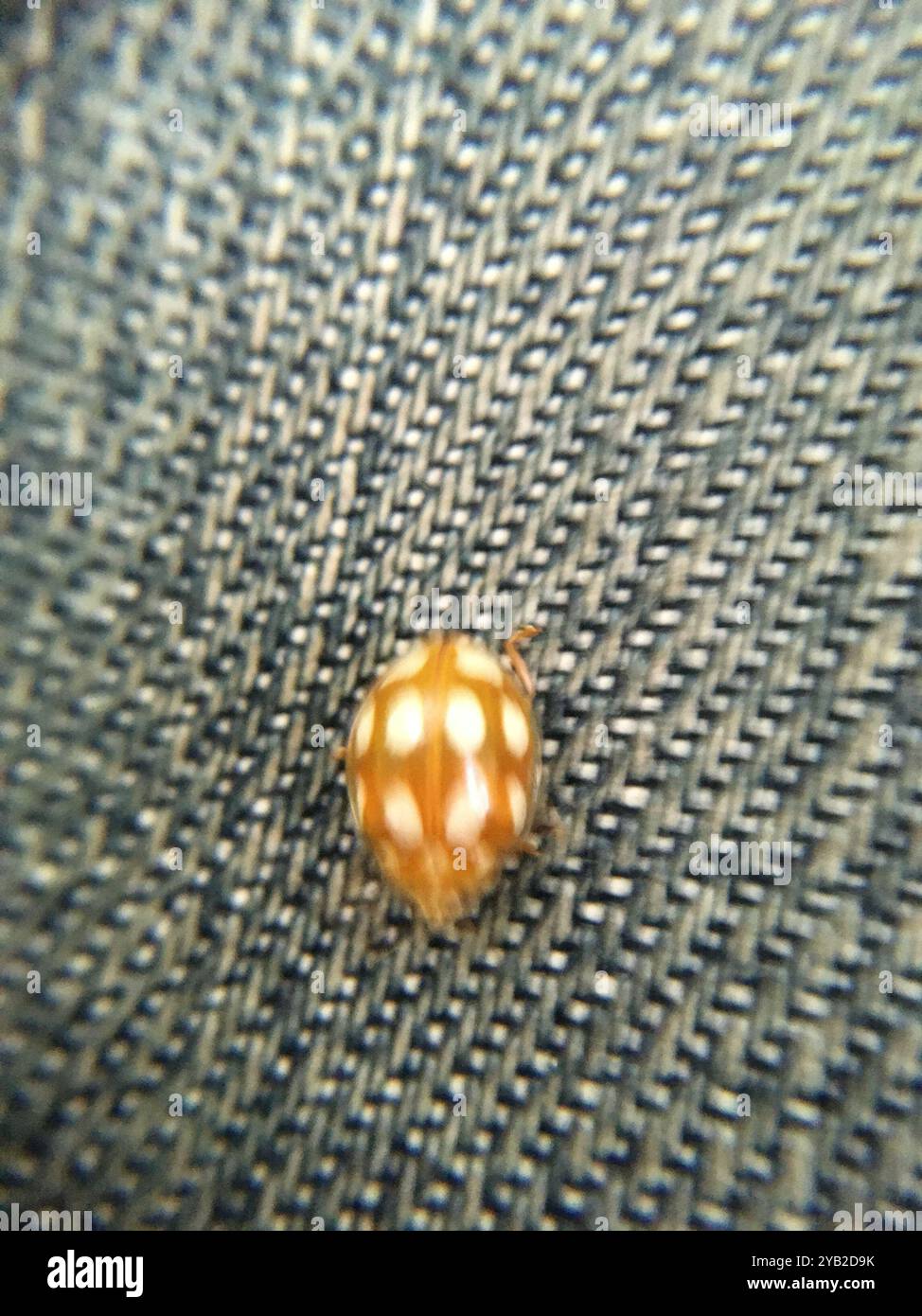 Little Arboreal Lady Beetle (Calvia decemguttata) Insecta Stock Photo ...