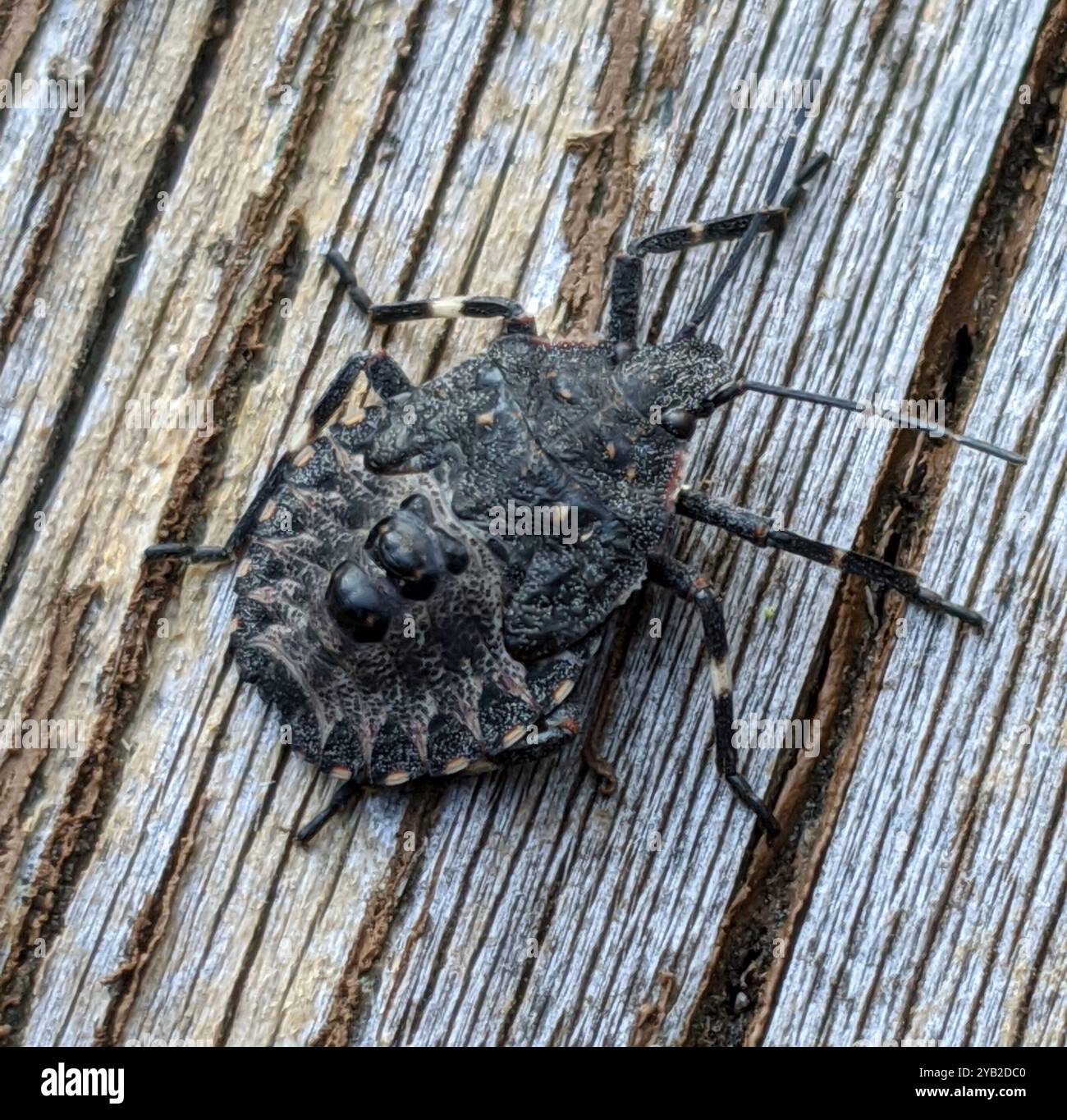 Rough Stink Bugs (Brochymena) Insecta Stock Photo - Alamy