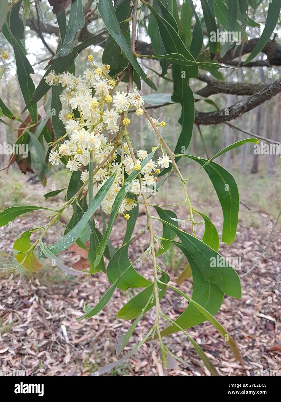 Large-leaf Hickory-wattle (Acacia falciformis) Plantae Stock Photo - Alamy
