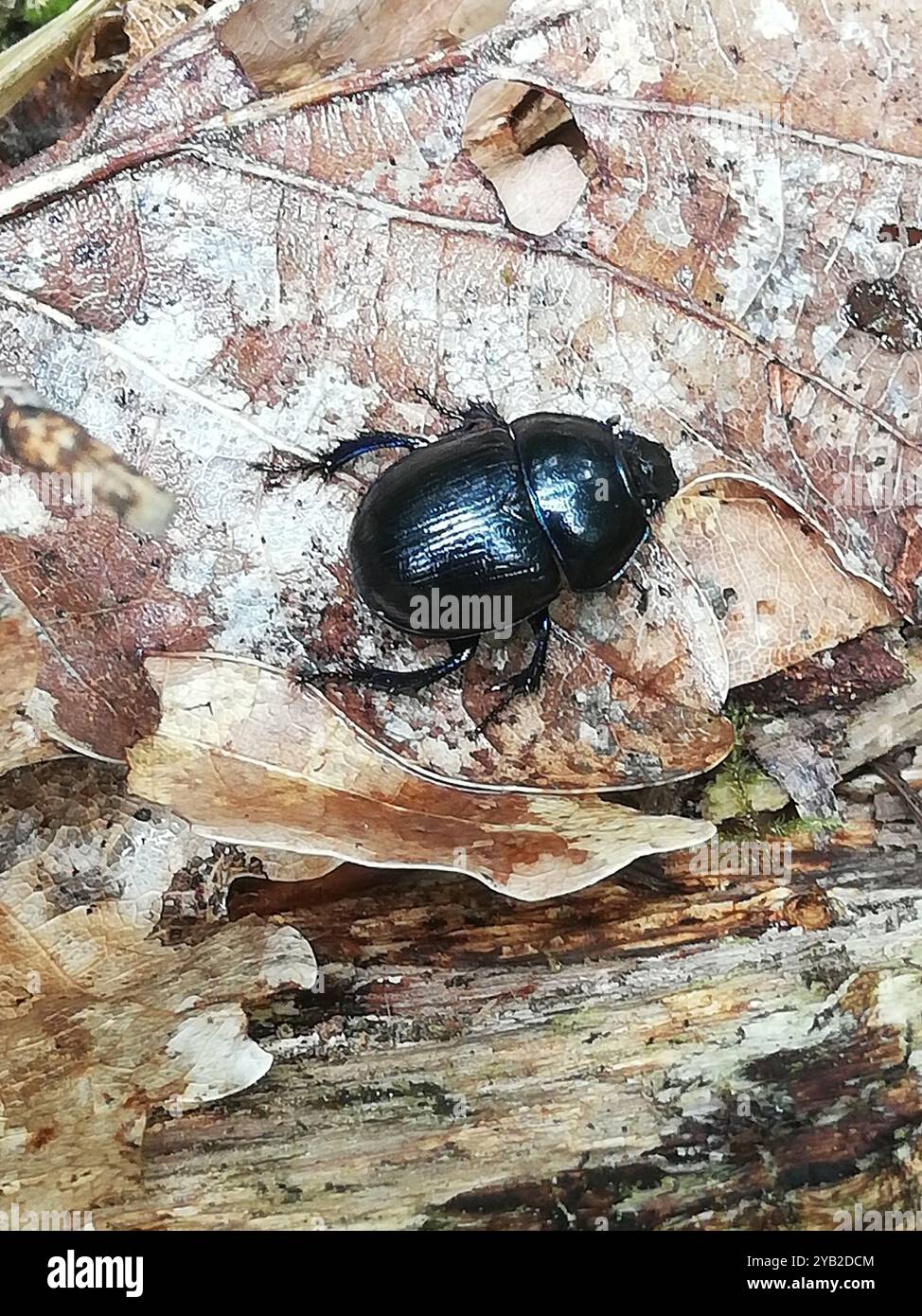 Woodland Dor Beetle (Anoplotrupes stercorosus) Insecta Stock Photo - Alamy
