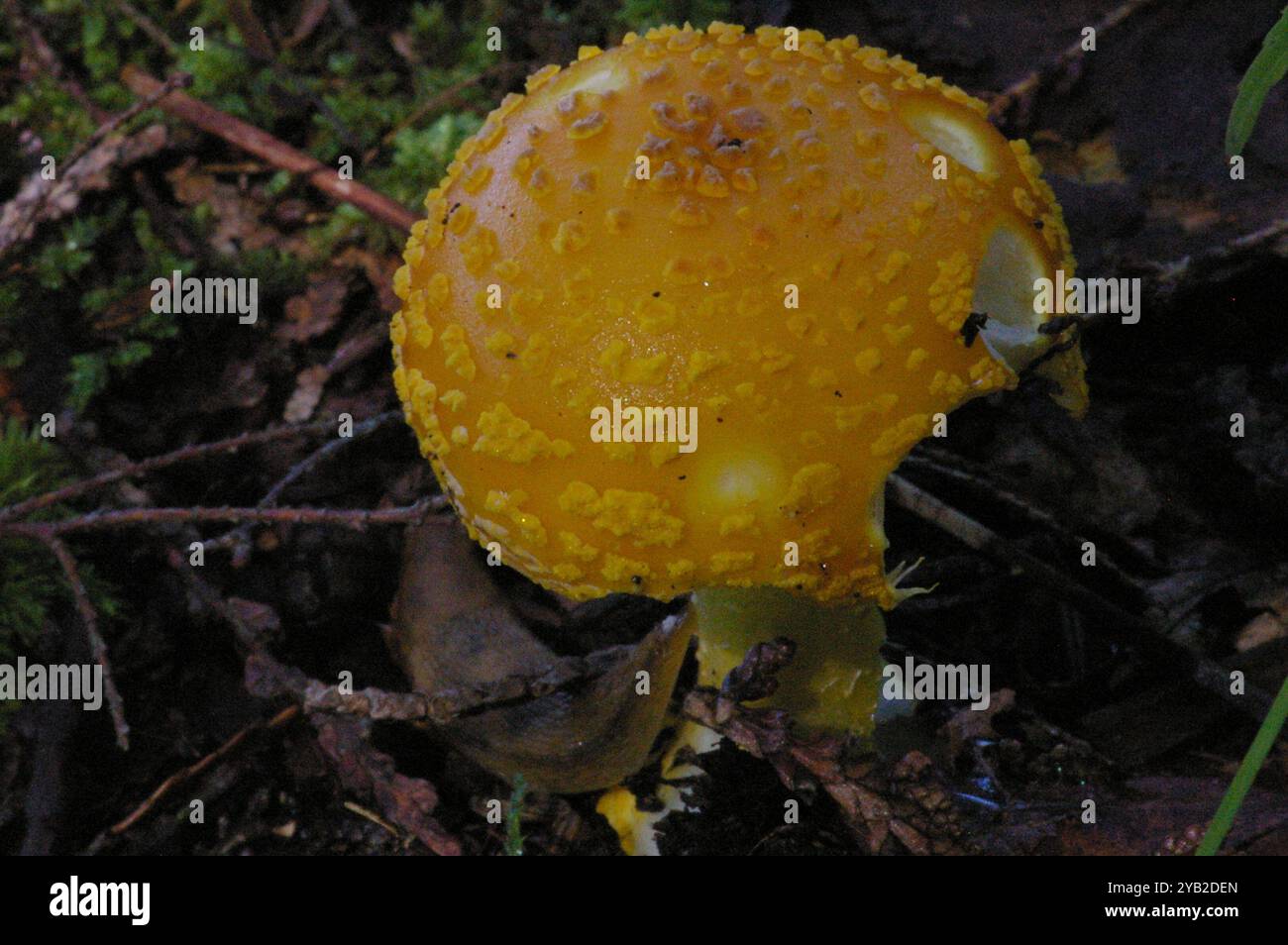 Yellow Patches (Amanita flavoconia) Fungi Stock Photo - Alamy