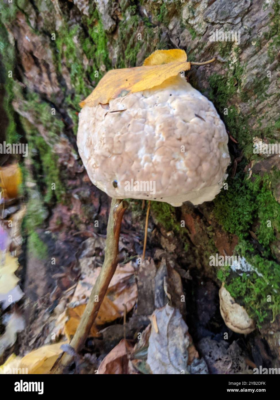 shelf fungi (Polyporales) Fungi Stock Photo - Alamy