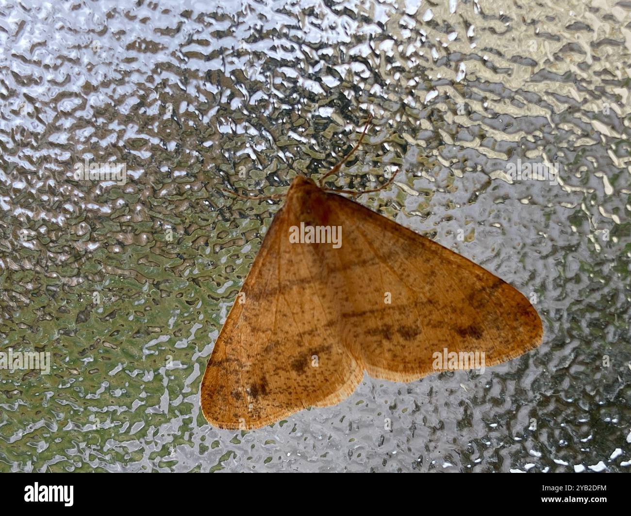 Scarce Umber Moth (Agriopis aurantiaria) Insecta Stock Photo - Alamy