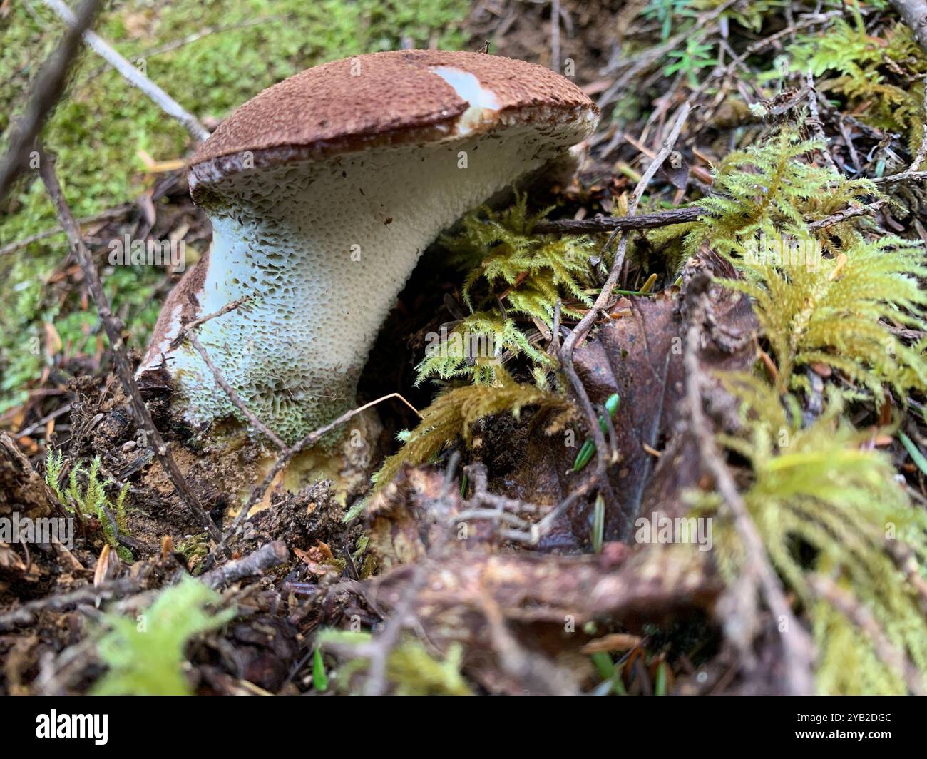 Goat's Foot Polypore (Scutiger pes-caprae) Fungi Stock Photo - Alamy