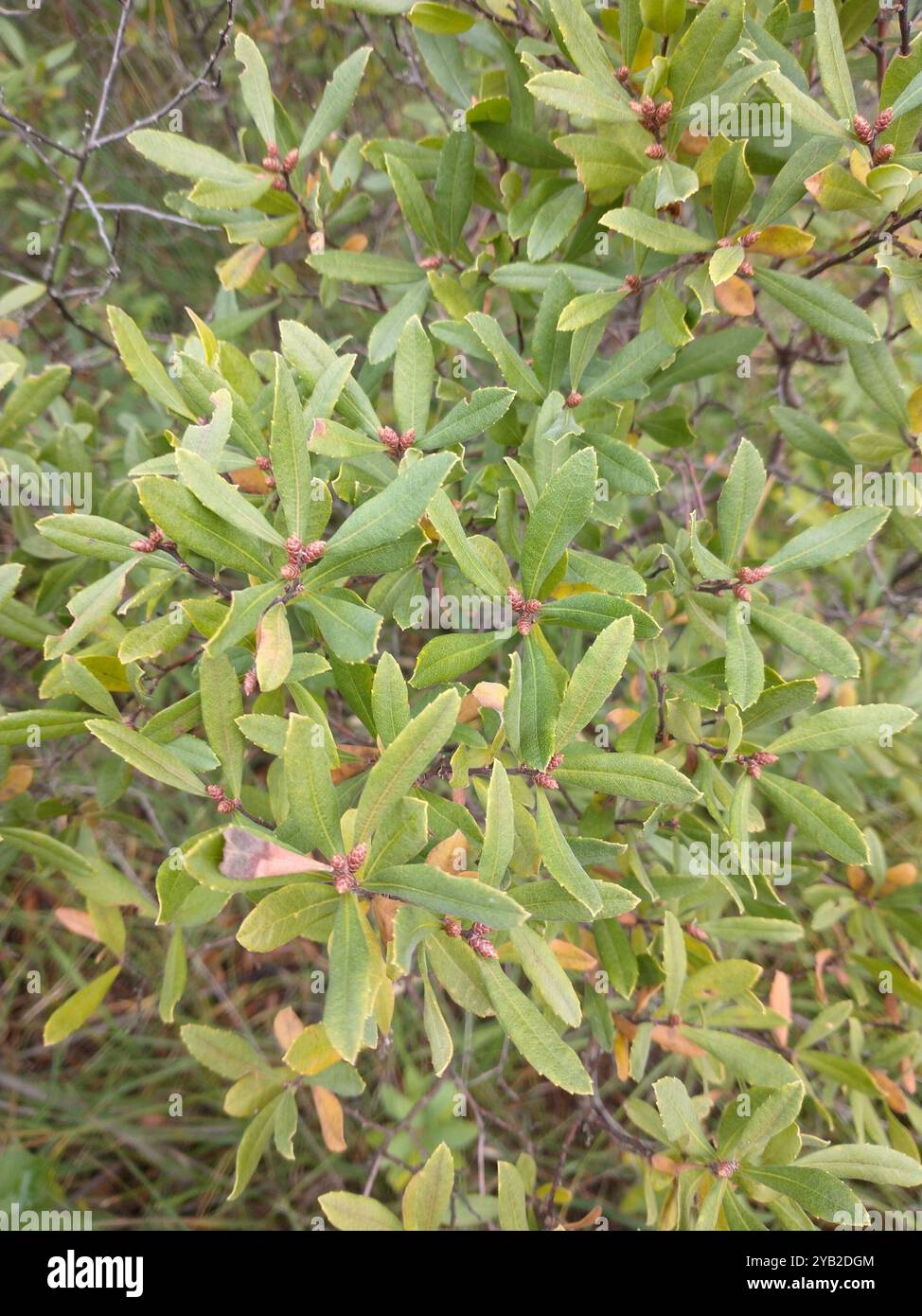 bog myrtle (Myrica gale) Plantae Stock Photo - Alamy