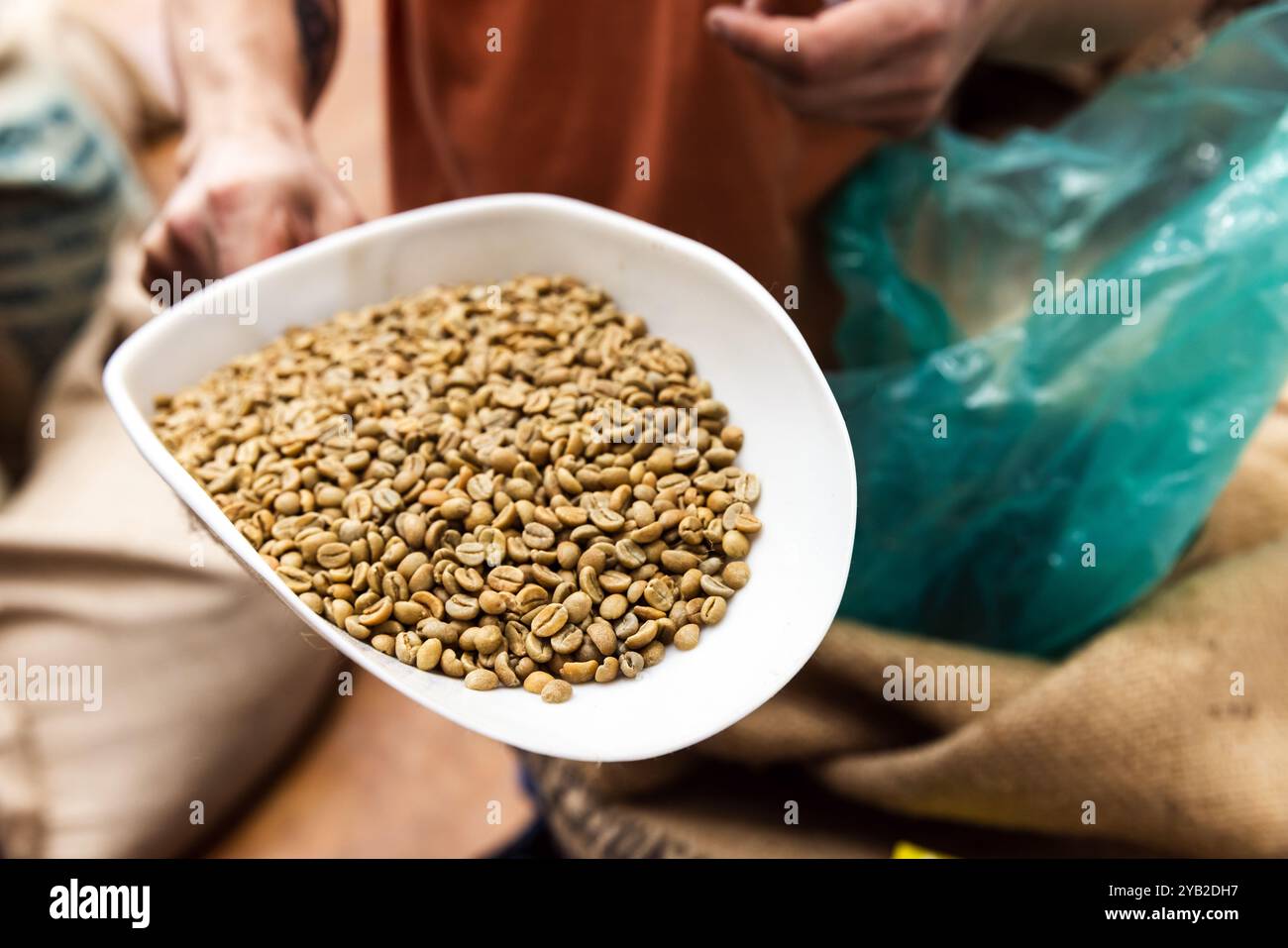 Fermented green coffee beans just before roasting. Selective Arabica ...
