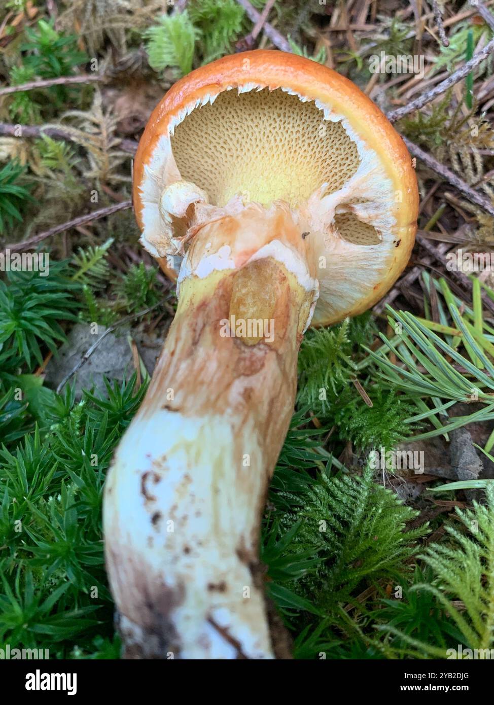 Ponderous Slippery Jack (Suillus ponderosus) Fungi Stock Photo - Alamy