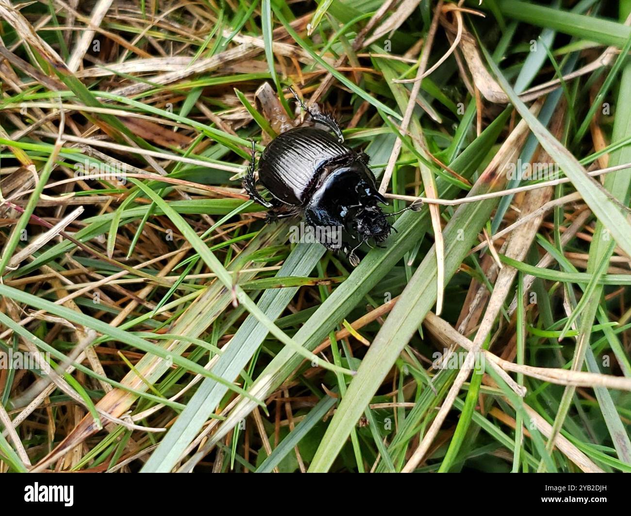 Minotaur Beetle (Typhaeus typhoeus) Insecta Stock Photo - Alamy