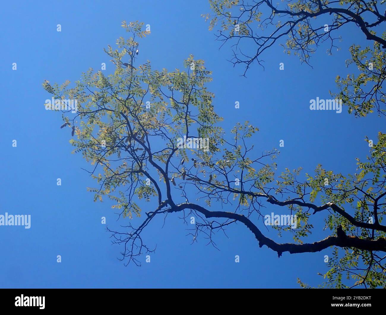 (Amburana cearensis) Plantae Stock Photo - Alamy