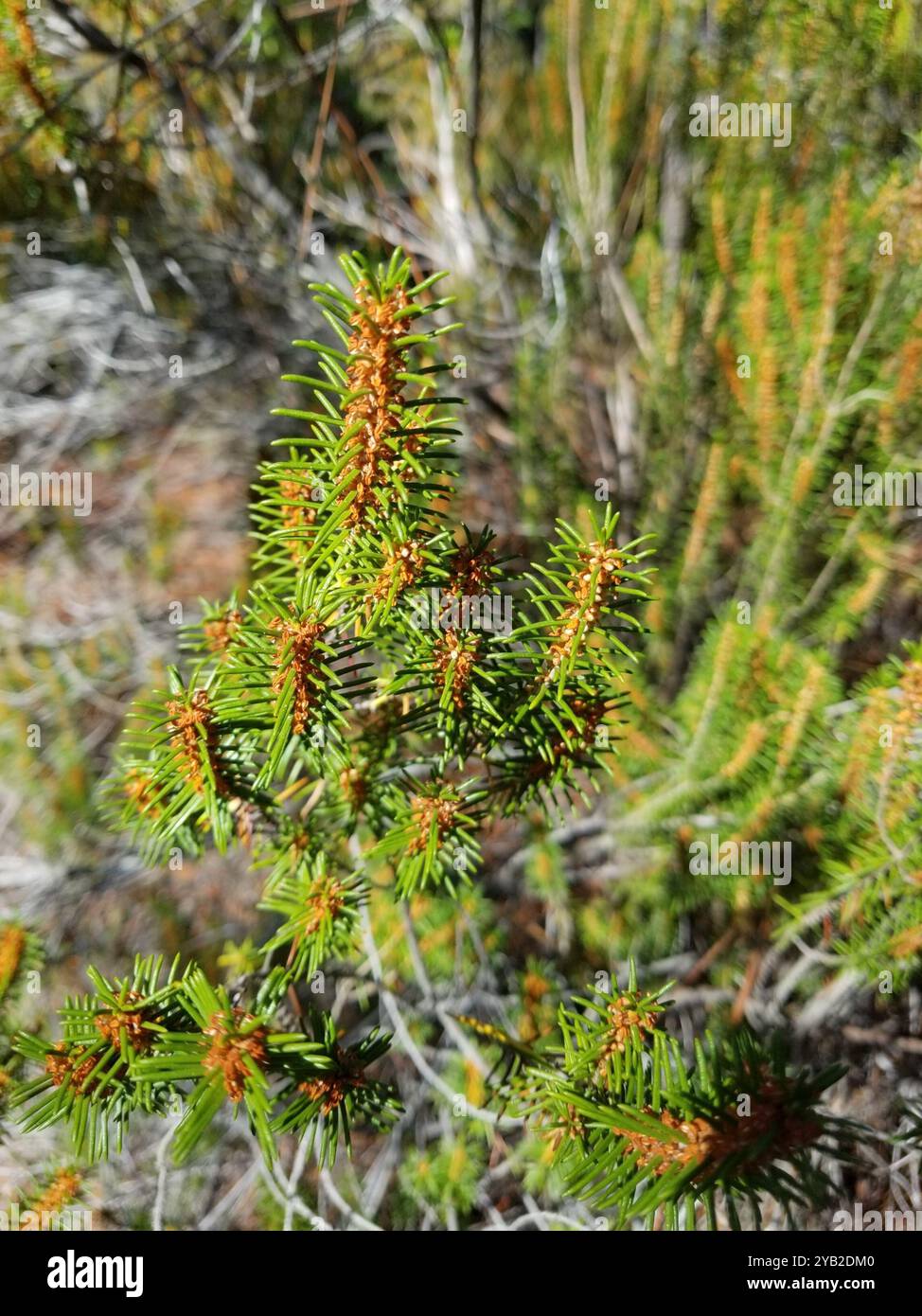 Florida rosemary (Ceratiola ericoides) Plantae Stock Photo - Alamy