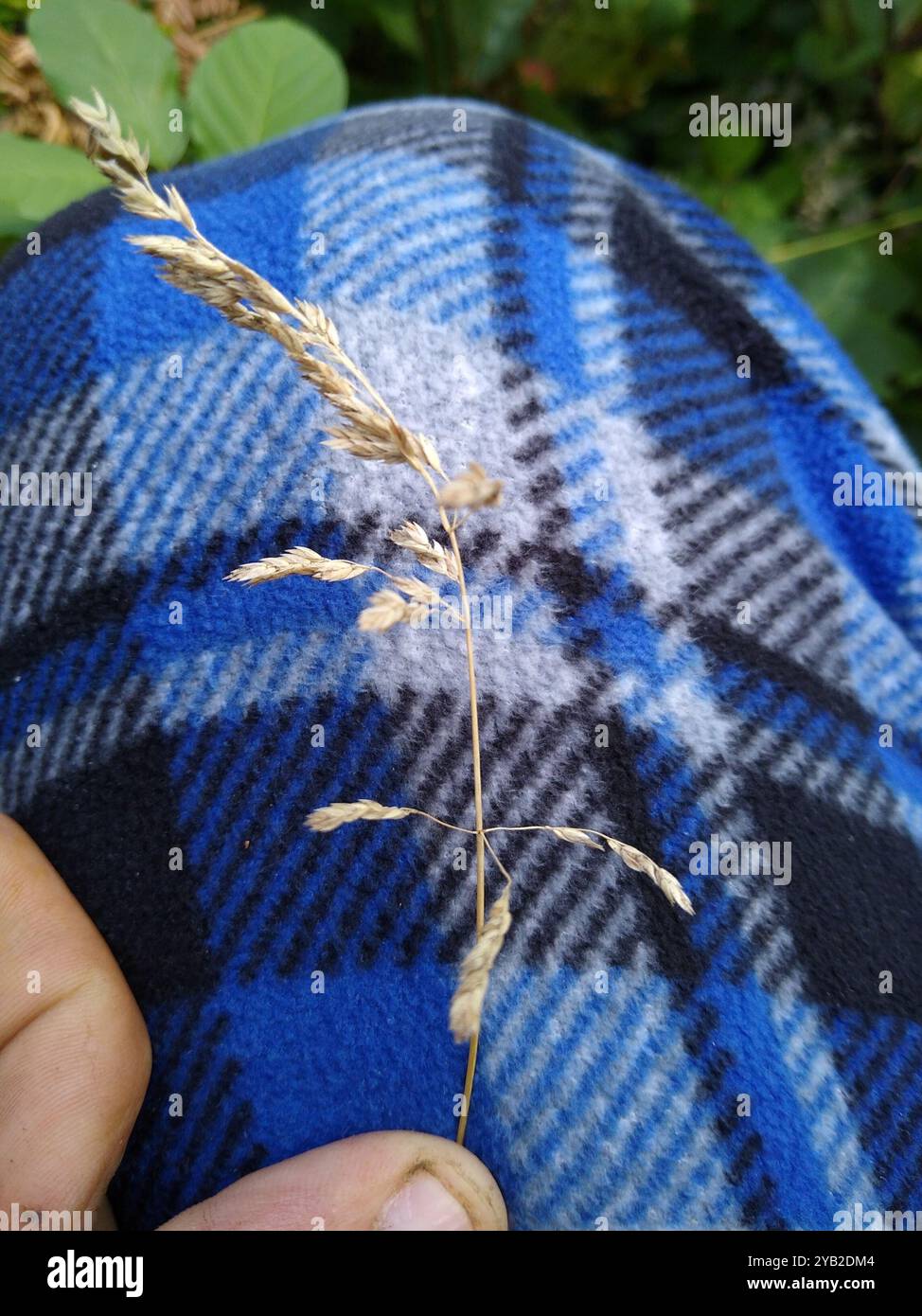 Smooth Meadow-grass (Poa pratensis) Plantae Stock Photo - Alamy