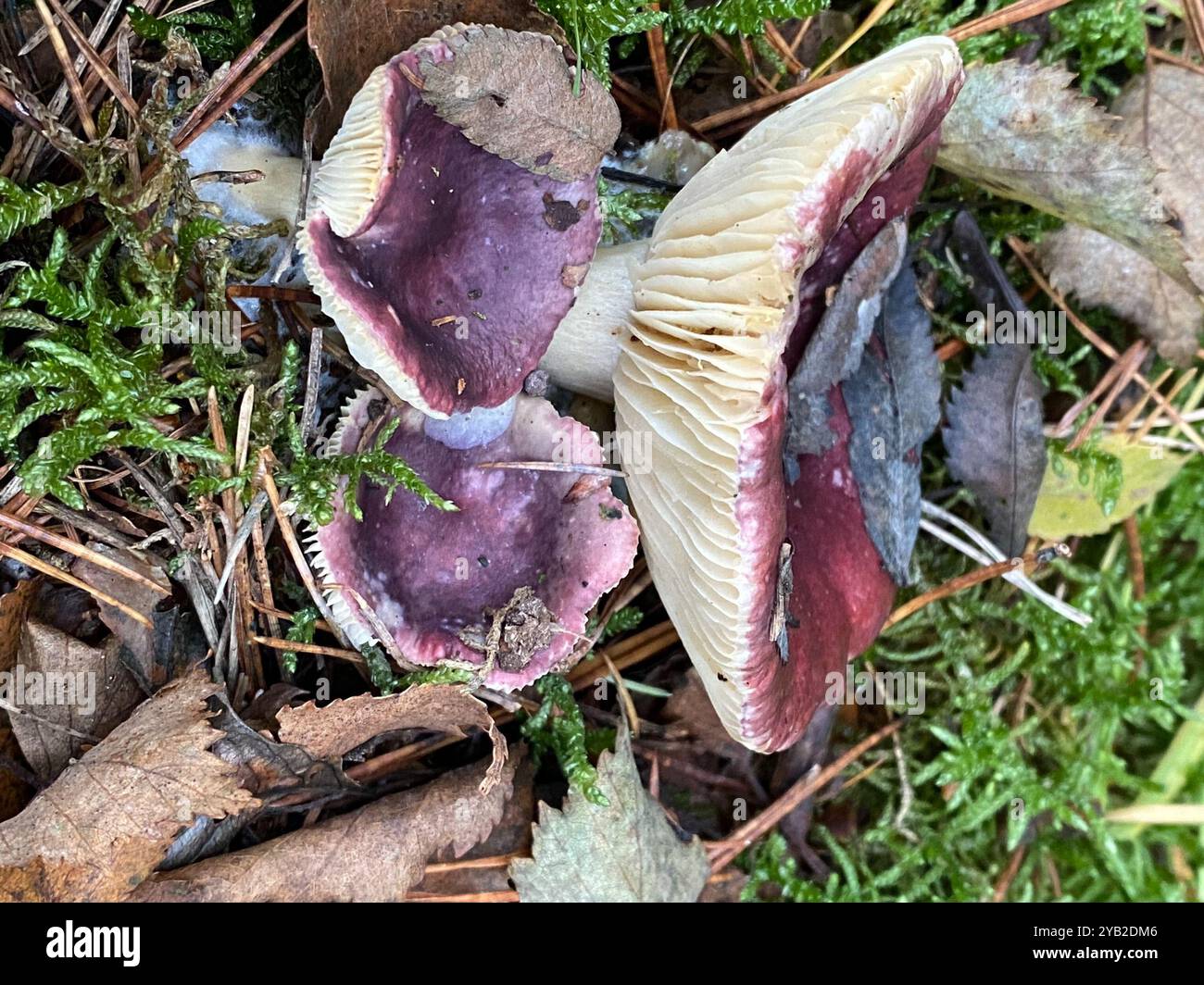 Primrose Brittlegill (Russula sardonia) Fungi Stock Photo - Alamy