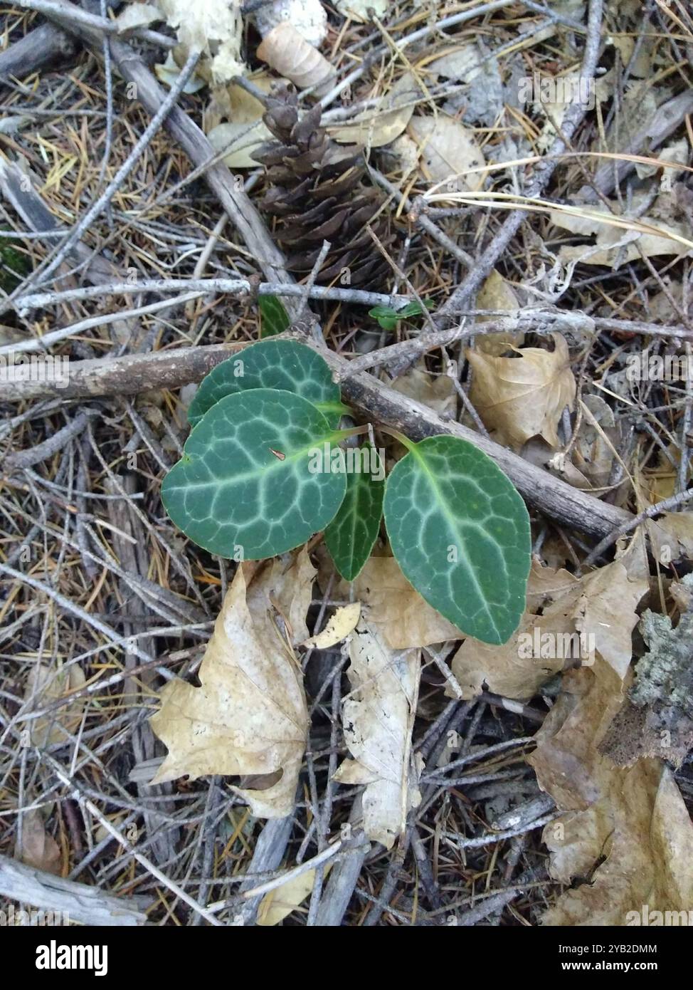 white-veined wintergreen (Pyrola picta) Plantae Stock Photo - Alamy