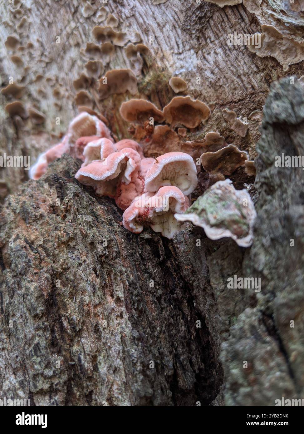Coral-pink Merulius (Phlebia incarnata) Fungi Stock Photo - Alamy