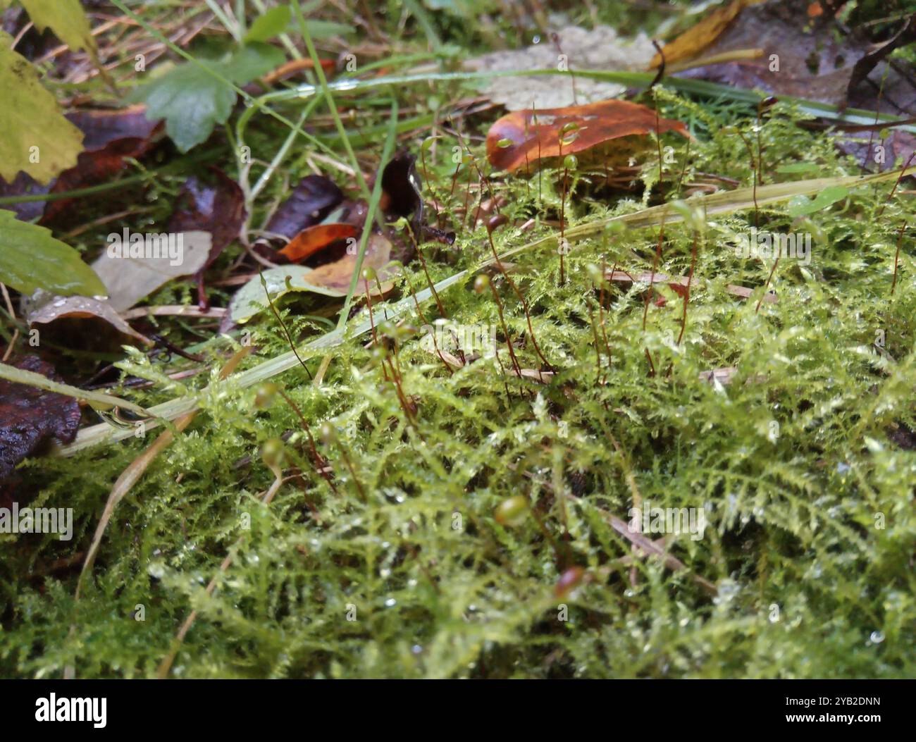 Rough-stalked Feather-moss (Brachythecium rutabulum) Plantae Stock ...