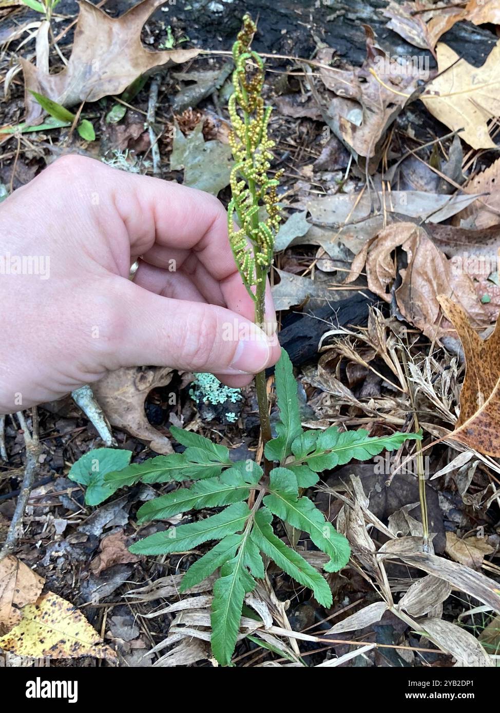 sparse-lobed grapefern (Sceptridium biternatum) Plantae Stock Photo - Alamy