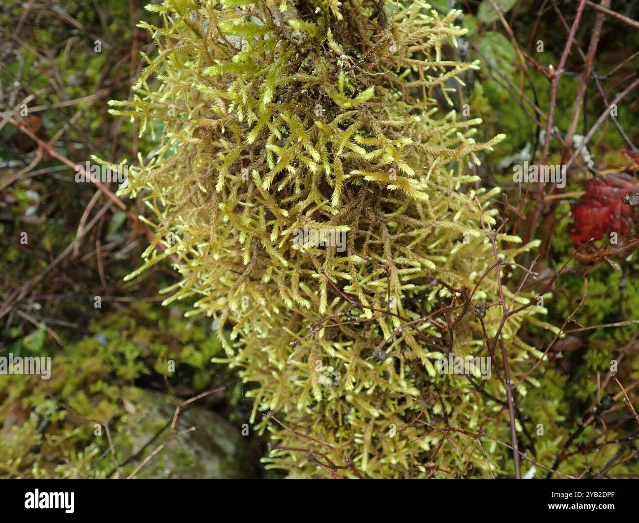 Pendulous Wing-moss (Antitrichia curtipendula) Plantae Stock Photo - Alamy