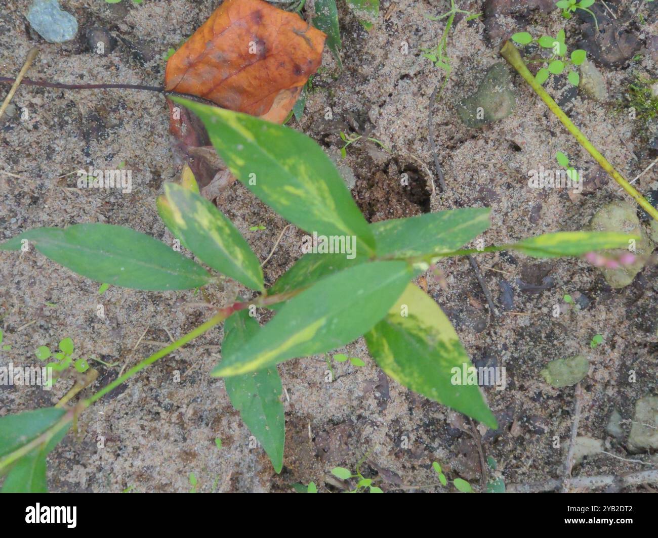 low smartweed (Persicaria longiseta) Plantae Stock Photo - Alamy