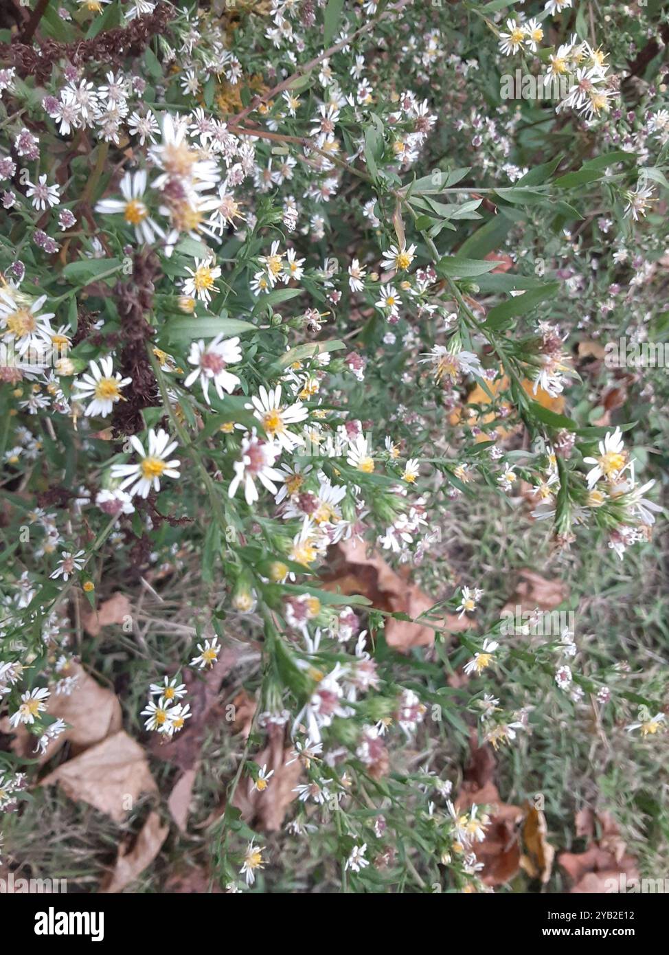 calico aster (Symphyotrichum lateriflorum) Plantae Stock Photo - Alamy