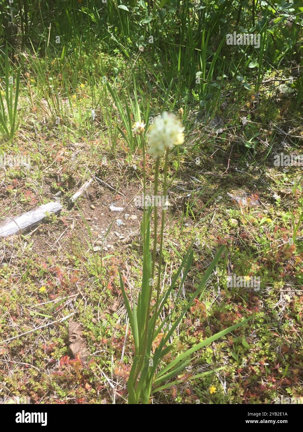 western false asphodel (Triantha occidentalis) Plantae Stock Photo - Alamy