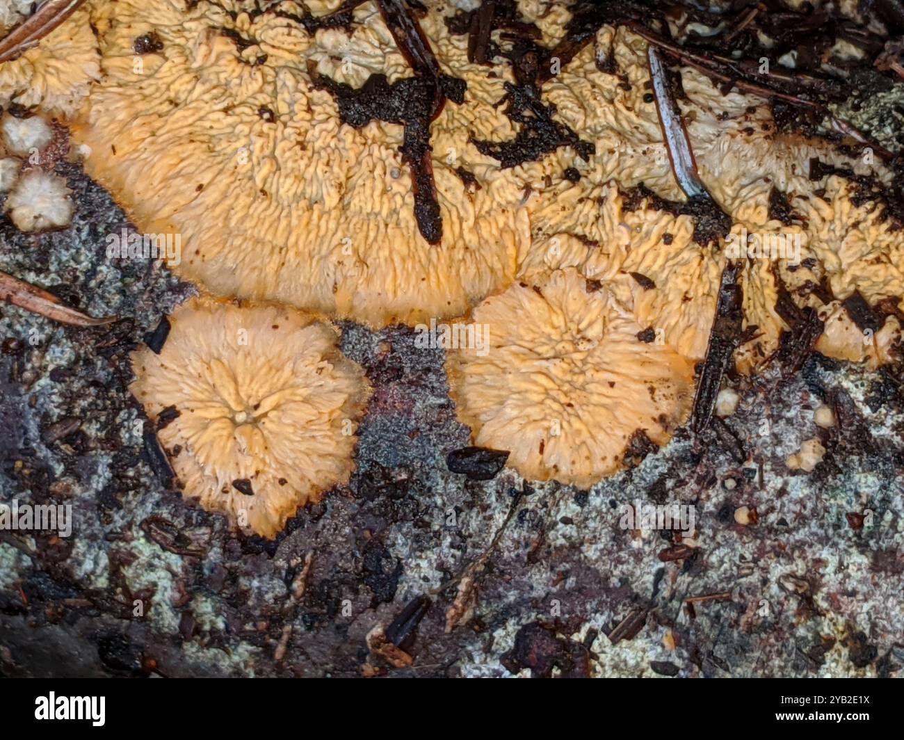 Wrinkled Crust (Phlebia radiata) Fungi Stock Photo - Alamy