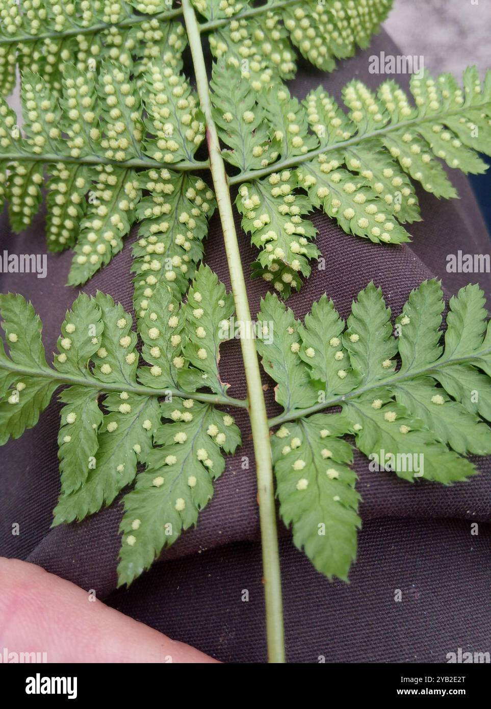 broad buckler-fern (Dryopteris dilatata) Plantae Stock Photo - Alamy