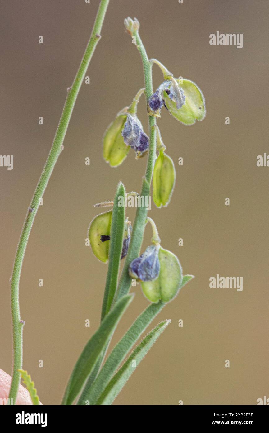 Blue Milkwort (Hebecarpa barbeyana) Plantae Stock Photo - Alamy
