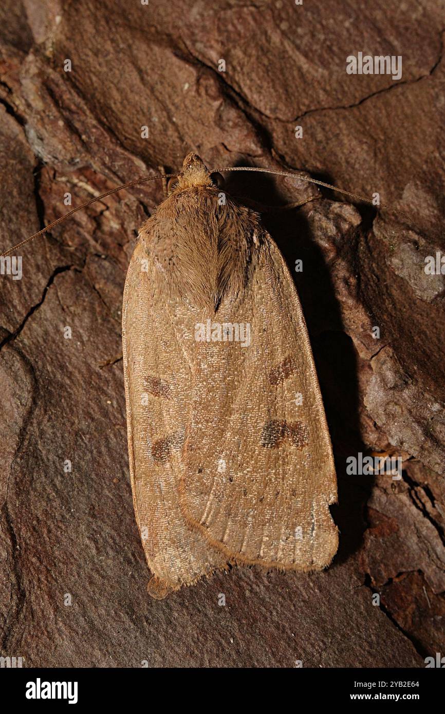 Lesser Yellow Underwing (Noctua comes) Insecta Stock Photo - Alamy