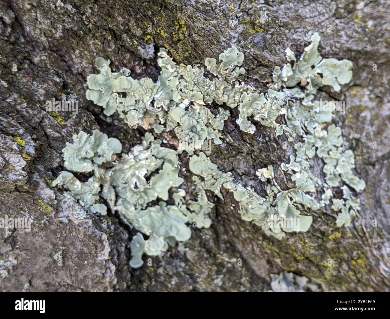 typical shield lichens (Parmelioideae) Fungi Stock Photo - Alamy