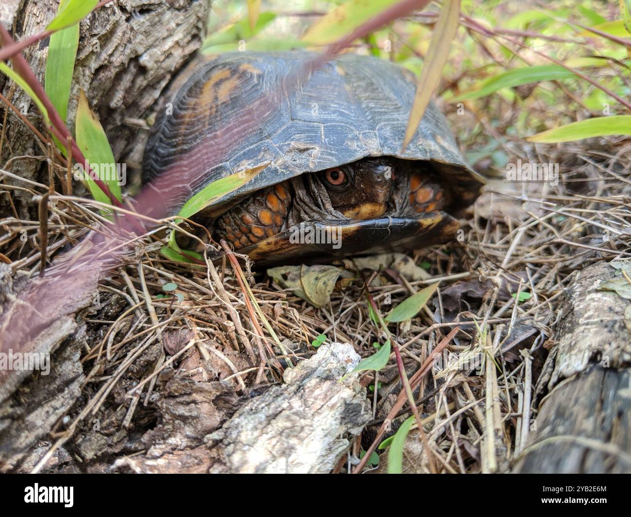 Eastern Box Turtle (Terrapene carolina carolina) Reptilia Stock Photo ...