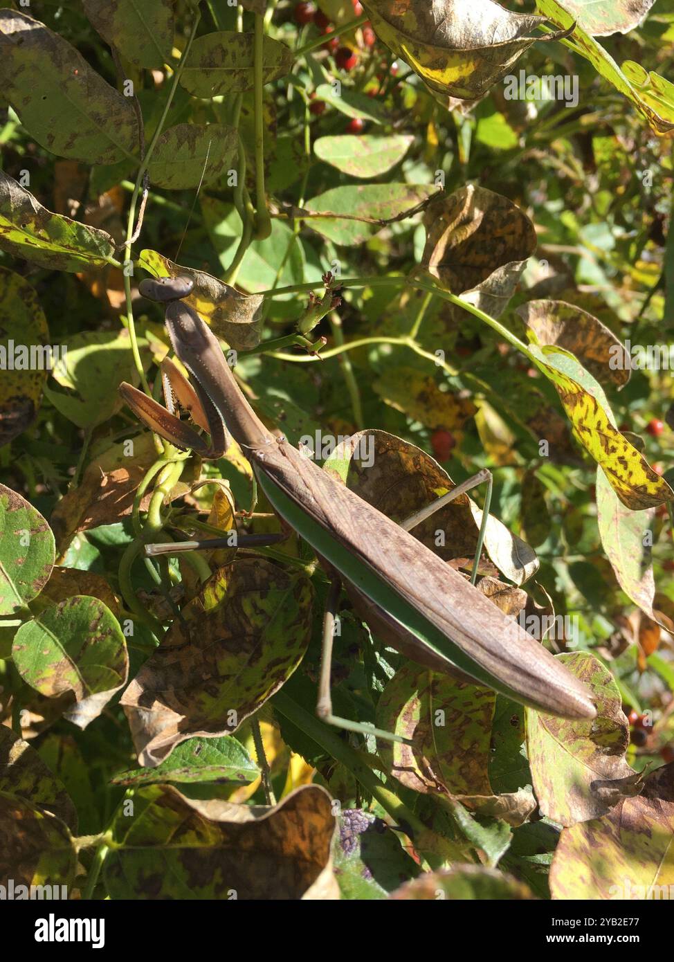 Chinese Mantis (Tenodera sinensis) Insecta Stock Photo - Alamy