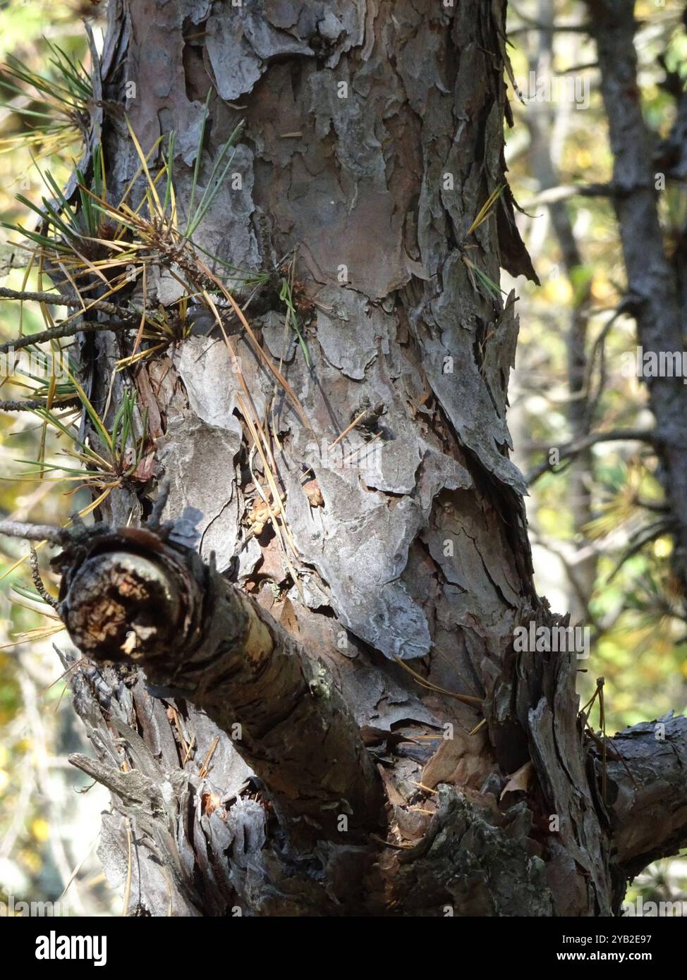 pitch pine (Pinus rigida) Plantae Stock Photo - Alamy