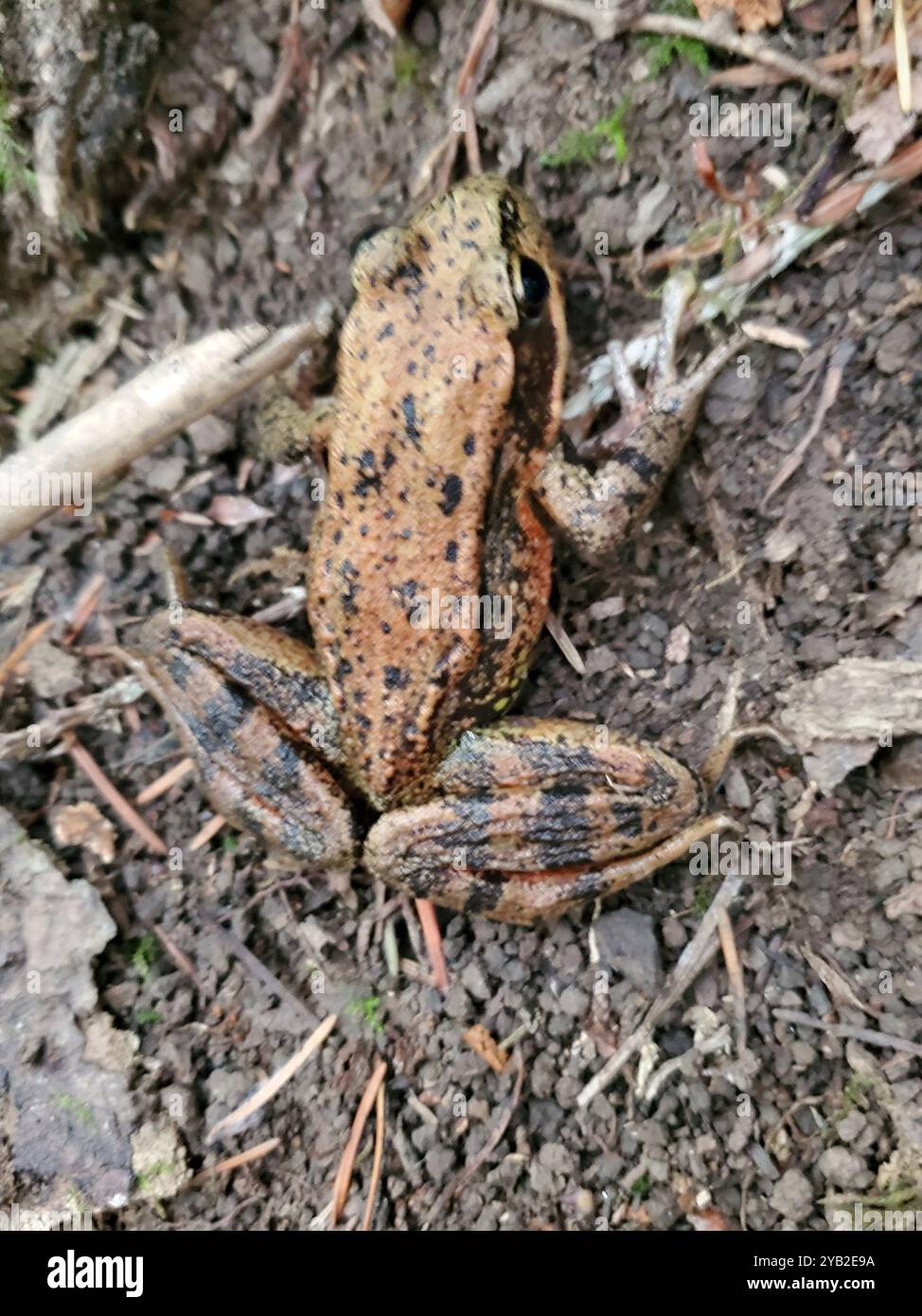 Northern Red-legged Frog (Rana aurora) Amphibia Stock Photo - Alamy