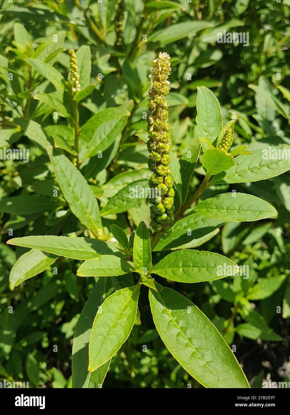 Inkweed (Phytolacca octandra) Plantae Stock Photo - Alamy