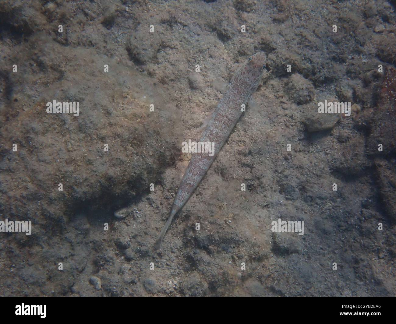 Atlantic Lizardfish (Synodus saurus) Actinopterygii Stock Photo - Alamy