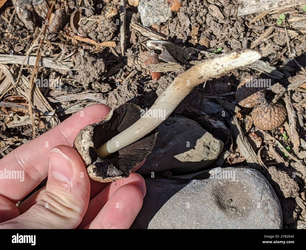 Common Ink Cap (Coprinopsis atramentaria) Fungi Stock Photo - Alamy