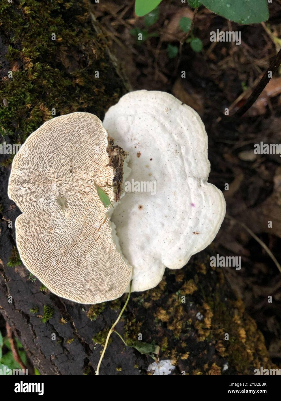 Lumpy Bracket (Trametes gibbosa) Fungi Stock Photo - Alamy