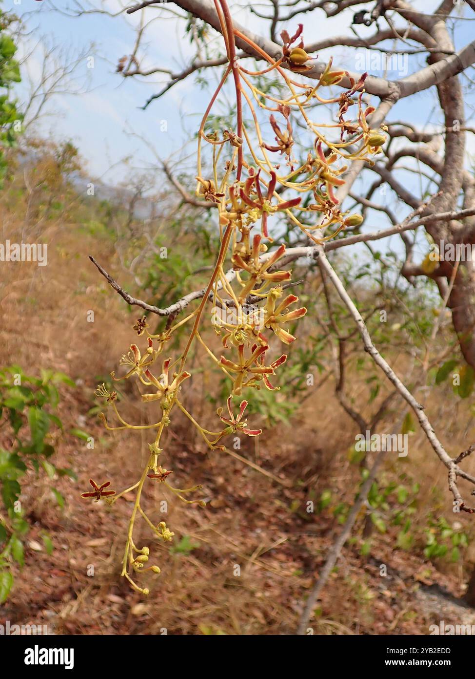 Magonia pubescens hi-res stock photography and images - Alamy