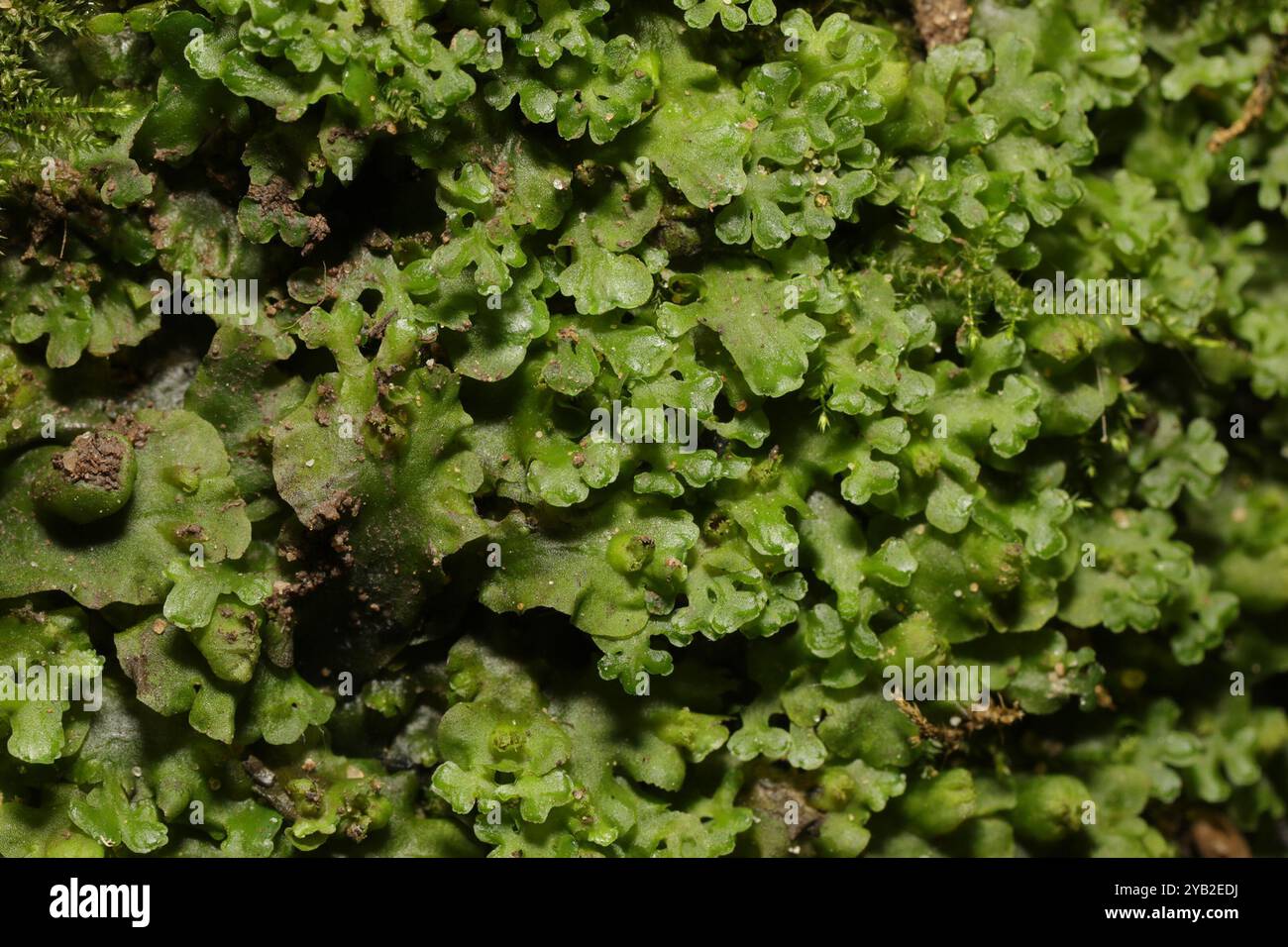 Endive Pellia (Apopellia endiviifolia) Plantae Stock Photo - Alamy