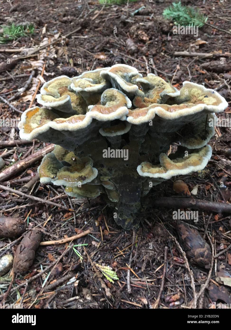 Dyer's Polypore (Phaeolus schweinitzii) Fungi Stock Photo - Alamy
