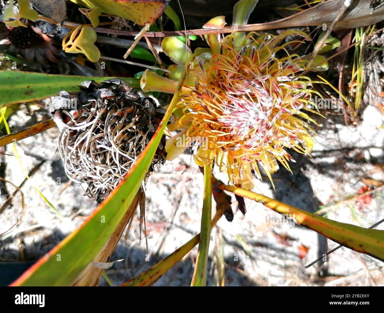 Common Ground Sugarbush (Protea acaulos) Plantae Stock Photo - Alamy
