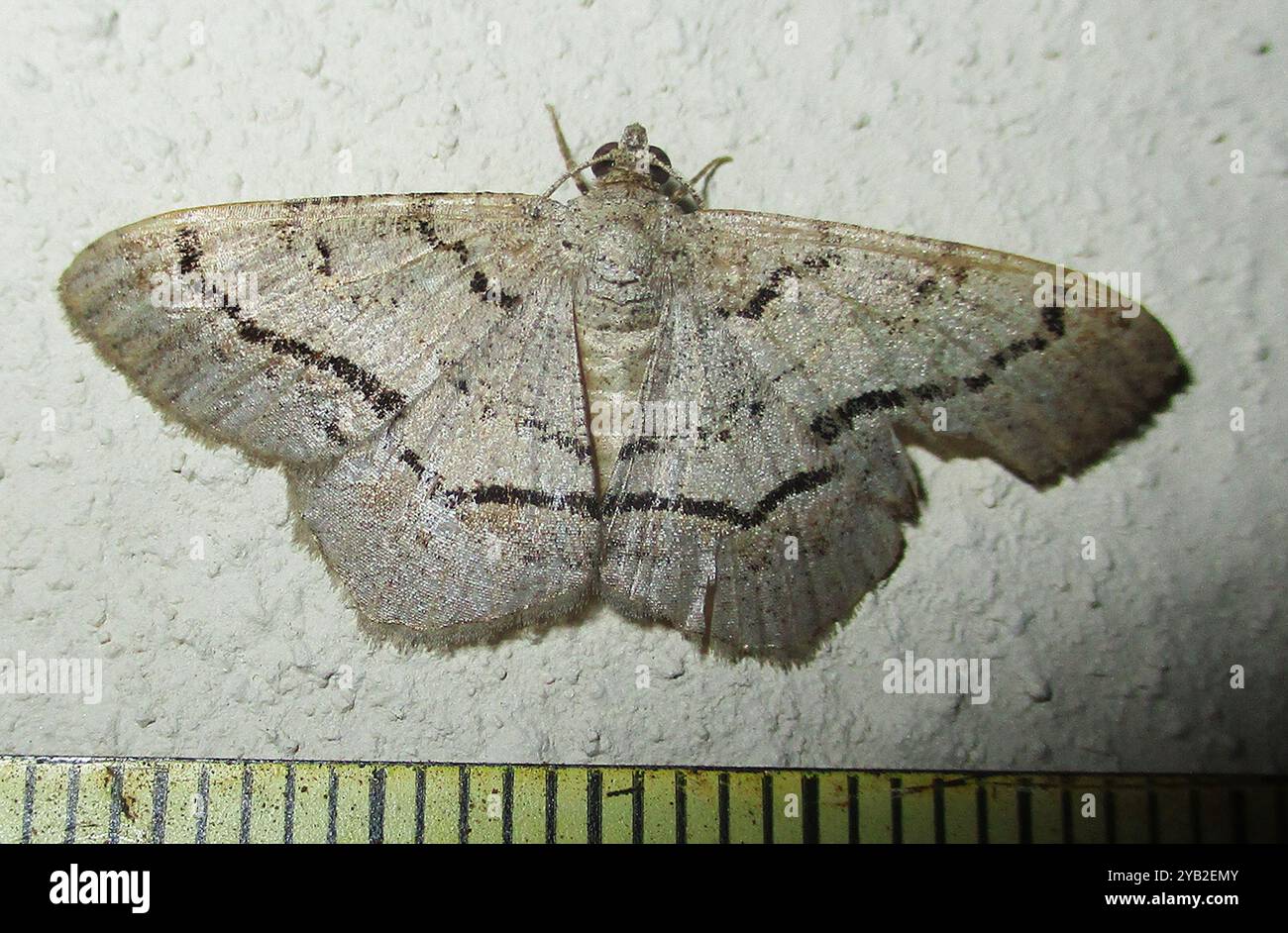 Geometer Moths (Geometridae) Insecta Stock Photo - Alamy