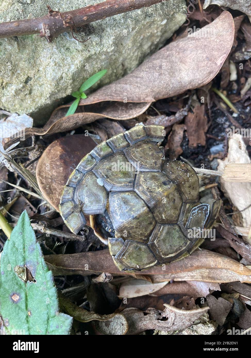 Turtles and Tortoises (Testudines) Reptilia Stock Photo - Alamy