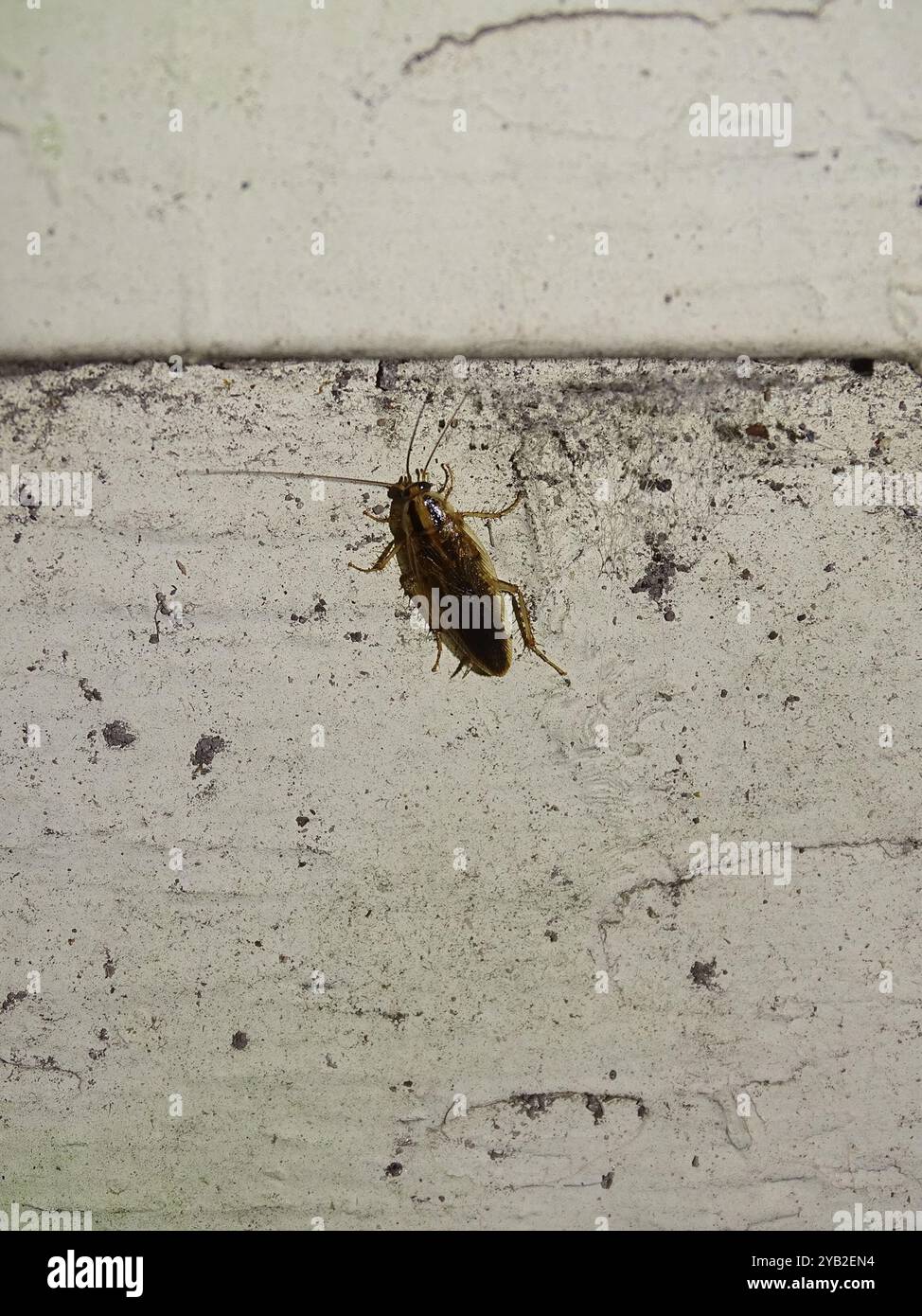 Asian Cockroach (Blattella asahinai) Insecta Stock Photo - Alamy