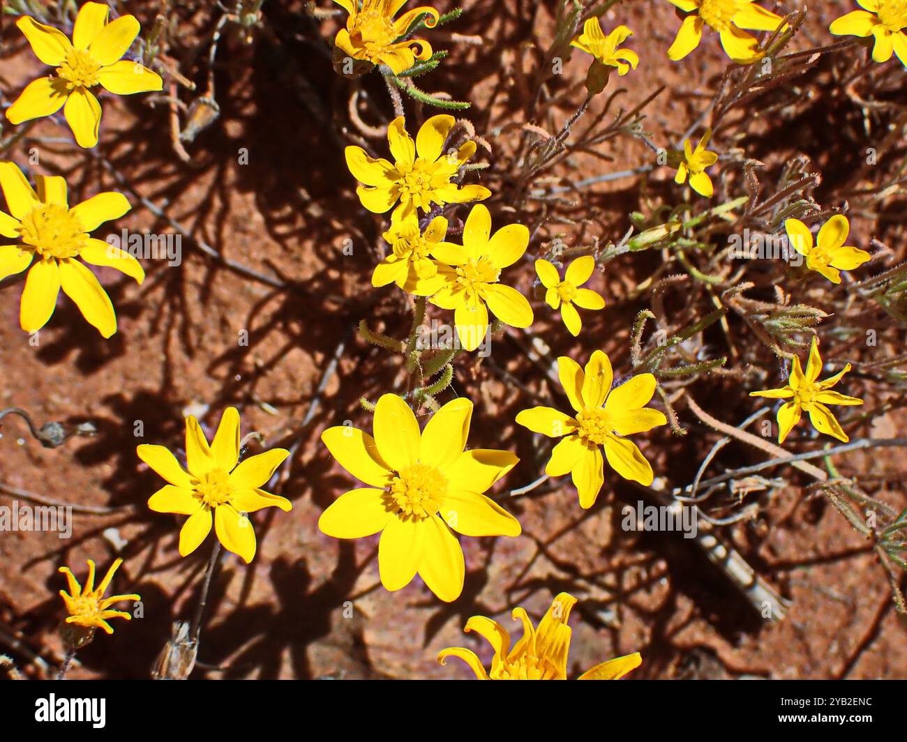 Pepper Daisy (Rhynchopsidium pumilum) Plantae Stock Photo - Alamy