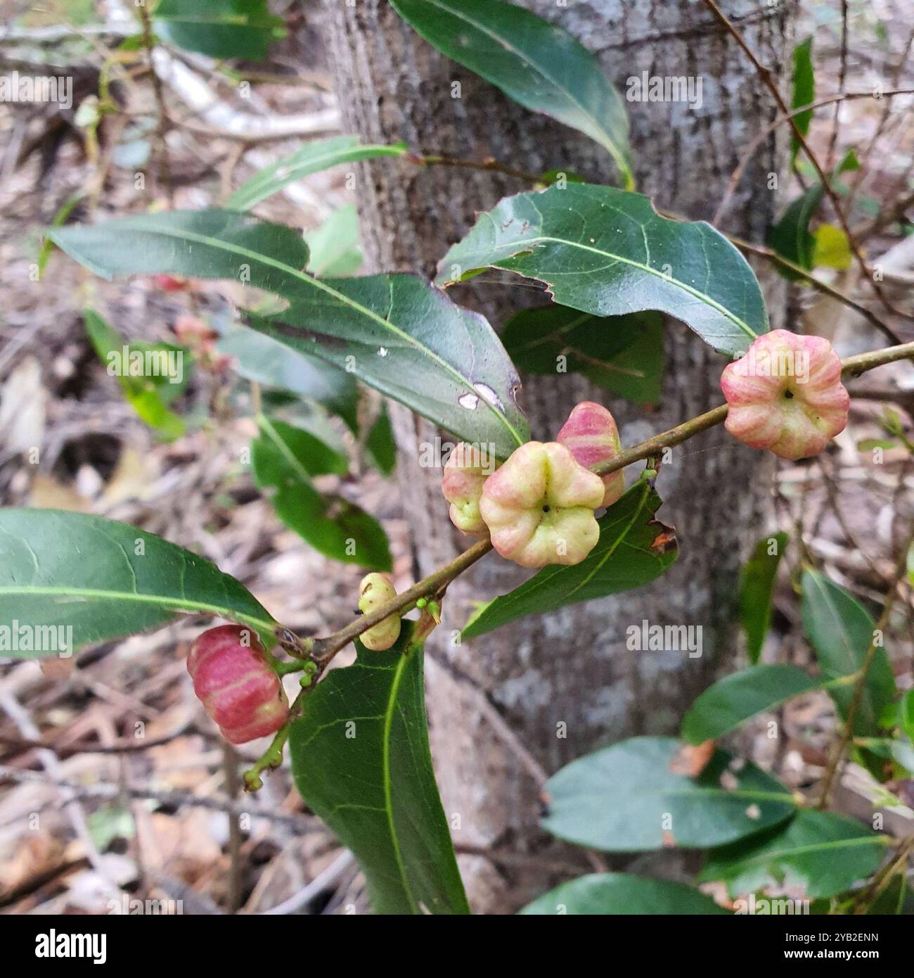 Cheese Tree (Glochidion ferdinandi) Plantae Stock Photo - Alamy