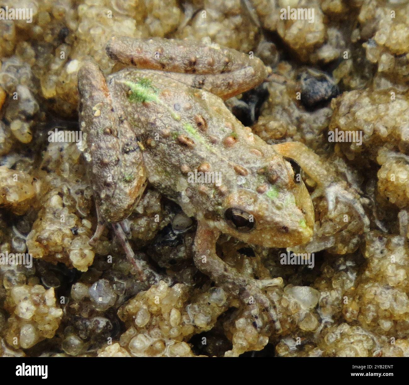 Southern Cricket Frog (Acris gryllus) Amphibia Stock Photo - Alamy