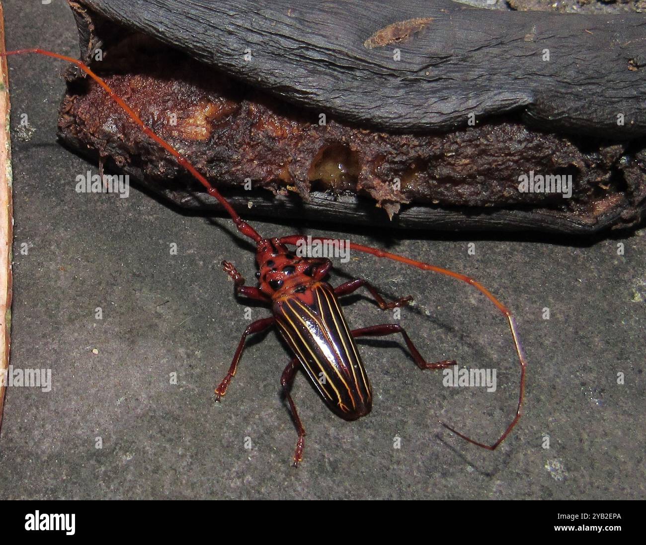 (Chydarteres striatus) Insecta Stock Photo - Alamy