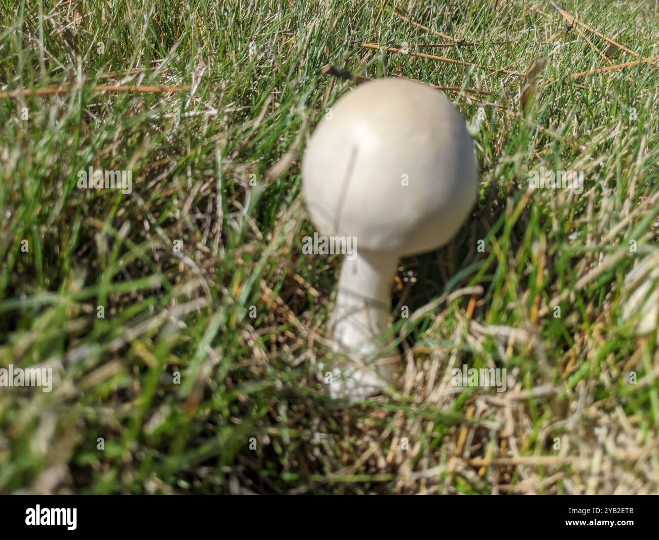 White Dapperling (Leucoagaricus leucothites) Fungi Stock Photo - Alamy