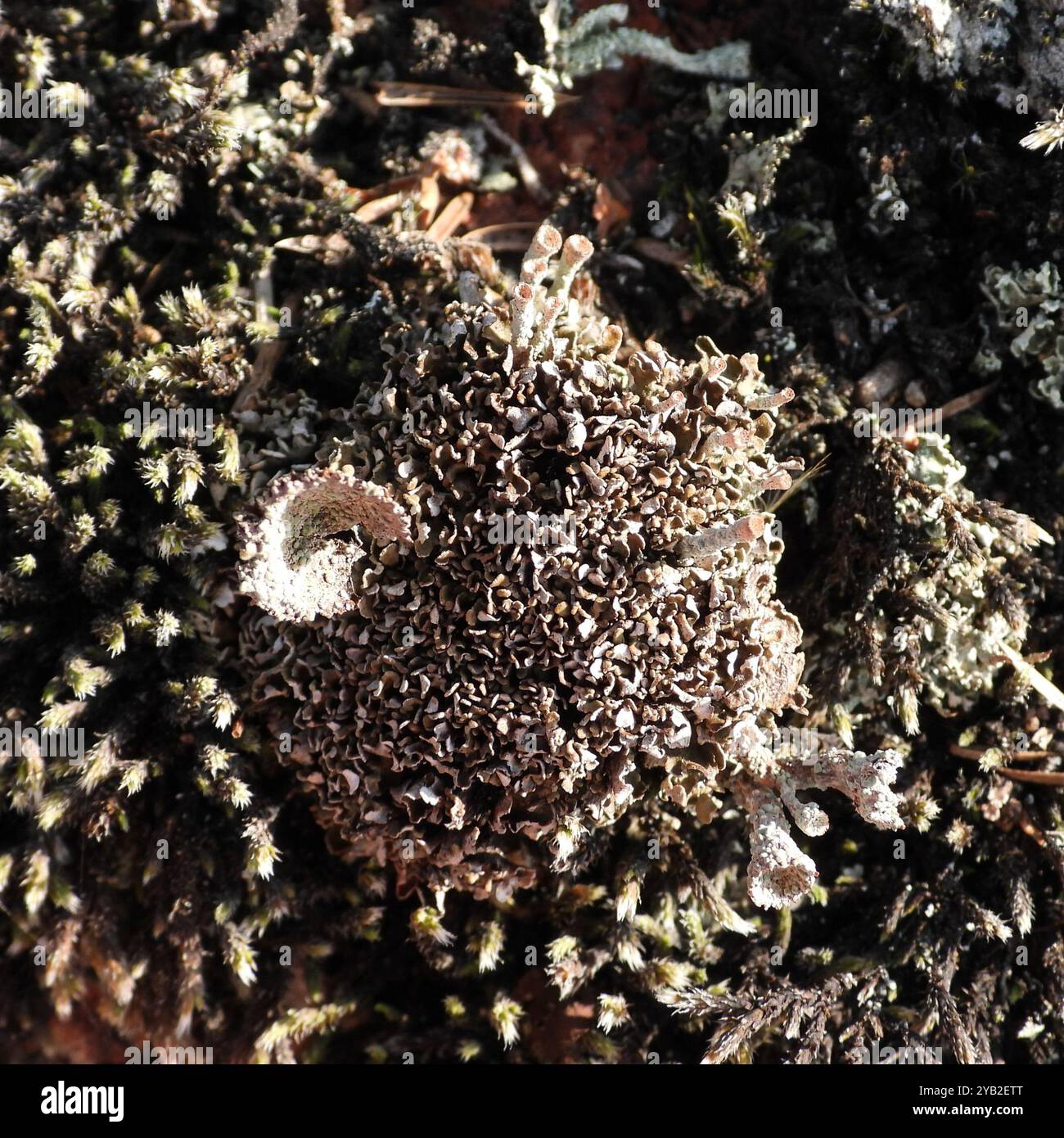 Pebbled Pixie Cup (Cladonia pyxidata) Fungi Stock Photo - Alamy